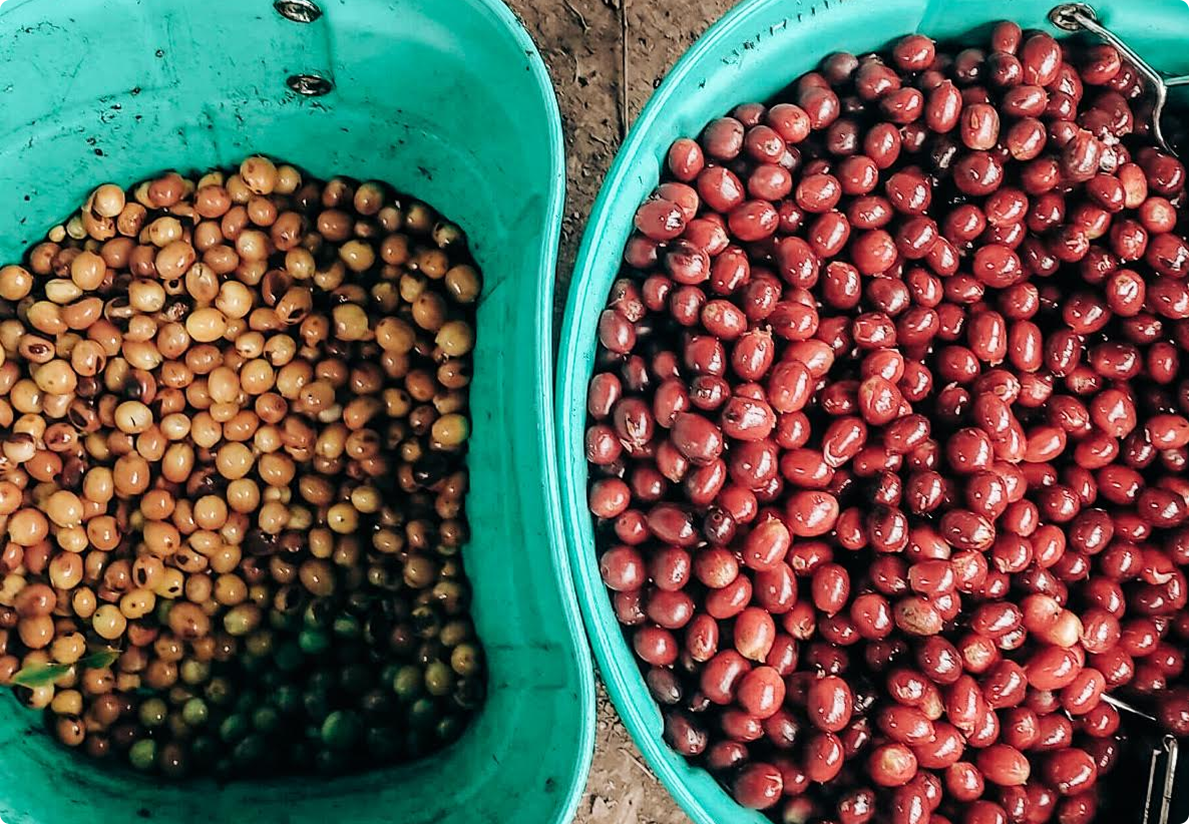 How Coffee Producers Are Adapting in a Changing Industry – Green Coffee ...