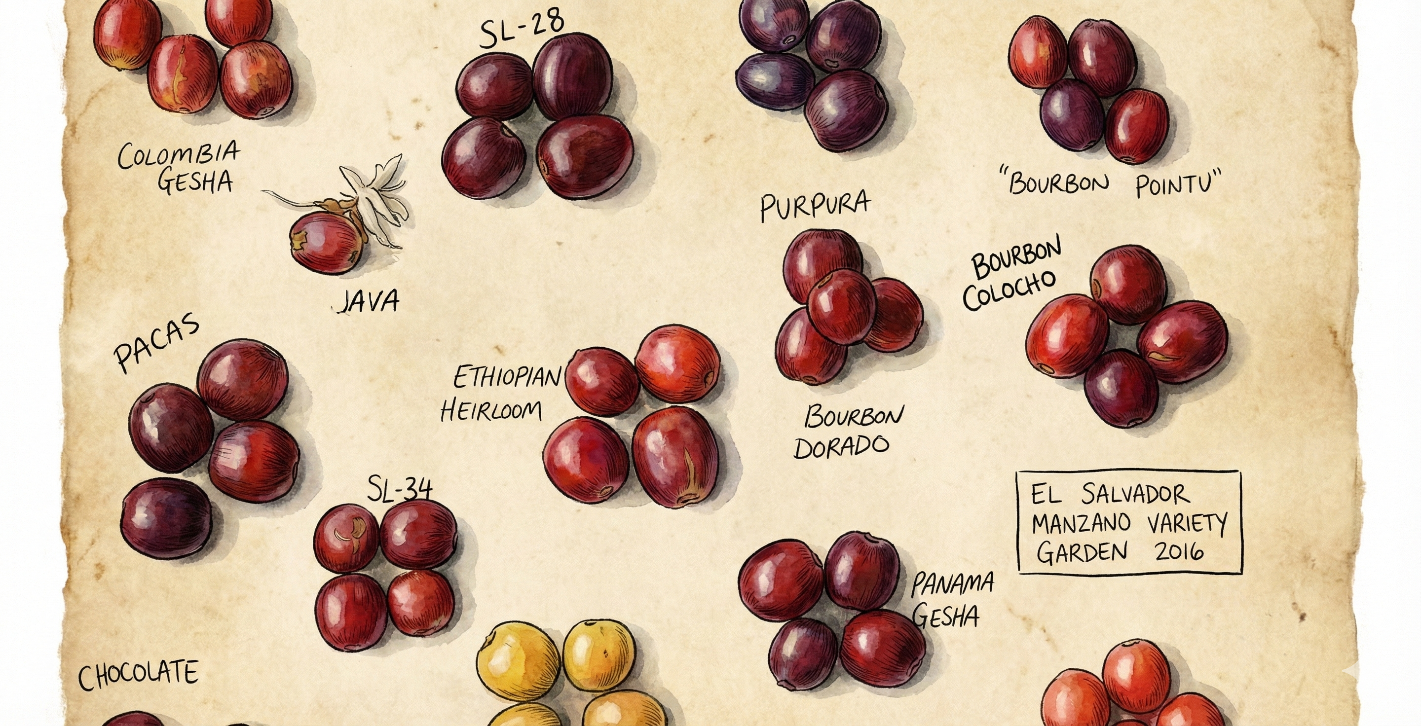 Koffiesoorten Uitgelegd: Begrip van Cultivars en Planttypes – Green ...
