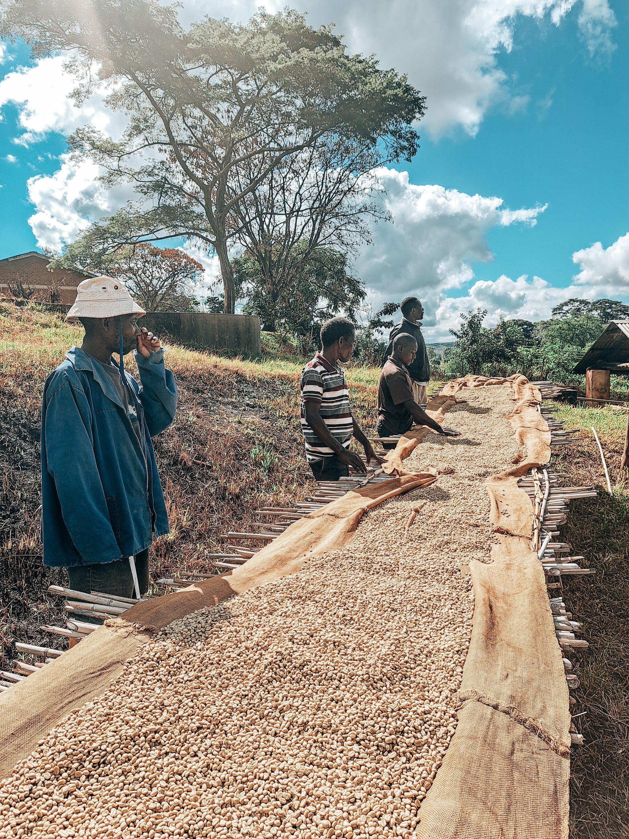 Angola, coffee, and the long shadow of extraction – Green Coffee Collective