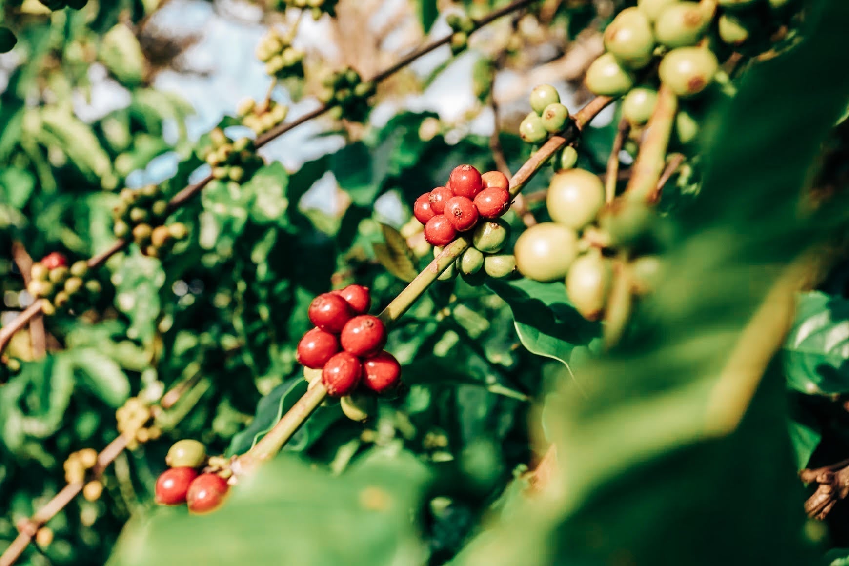 Does higher elevation mean better coffee? – Green Coffee Collective