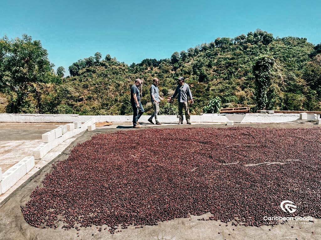 Guatemala Amatillo Natural Coffee | Bourbon & Catuai Blend – Green ...
