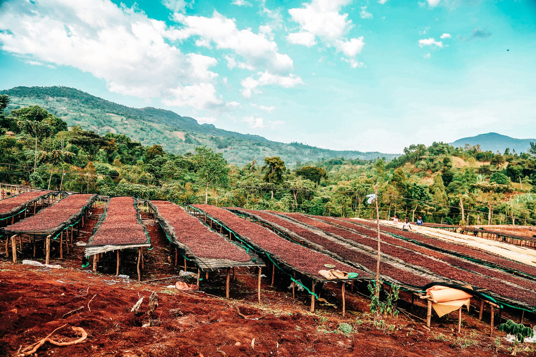 Coffee Legends – Green Coffee Collective