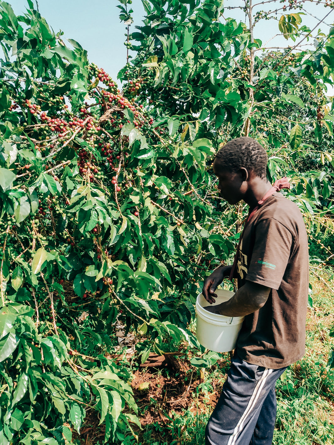 Zimbabwe – Green Coffee Collective