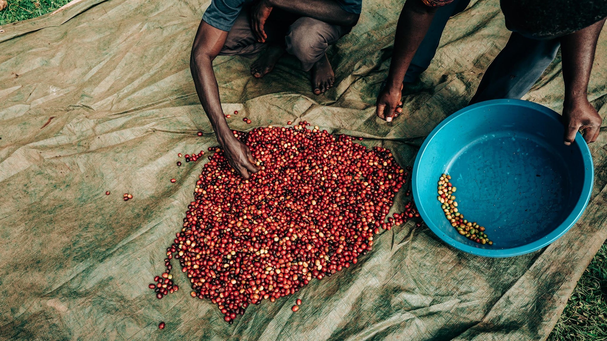 Midnight Flyer | Ugandan Washed African Green Coffee Beans – Green ...