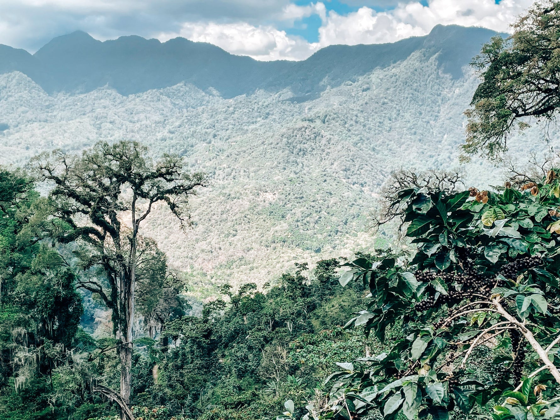 Nicaragua – Green Coffee Collective